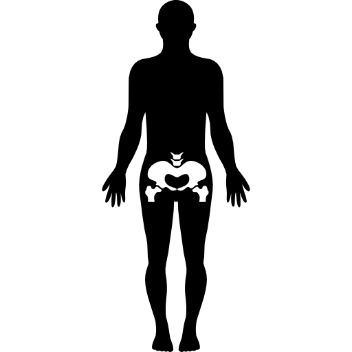 Body Parts, Bones, Human, Human Body, Hanches, standing, internal ...