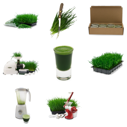 Wheatgrass Icon