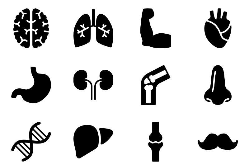Anatomy Icon